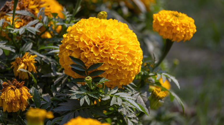 Plant This Popular Flower By Your Tomatoes To Eliminate Pests In Your ...