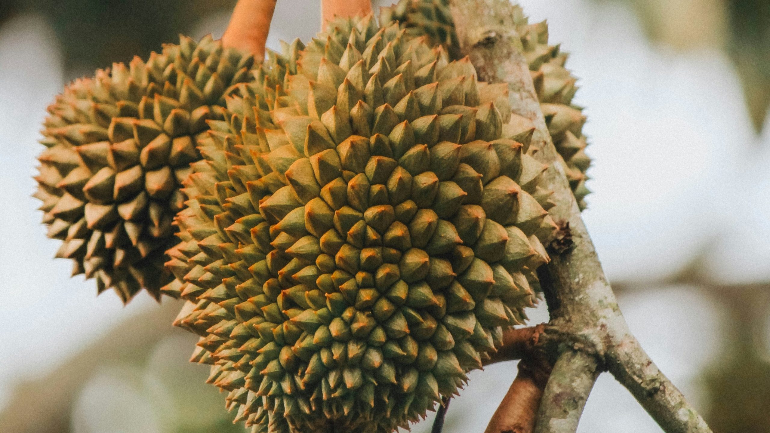 10 Strange-Looking Fruits from Around the World