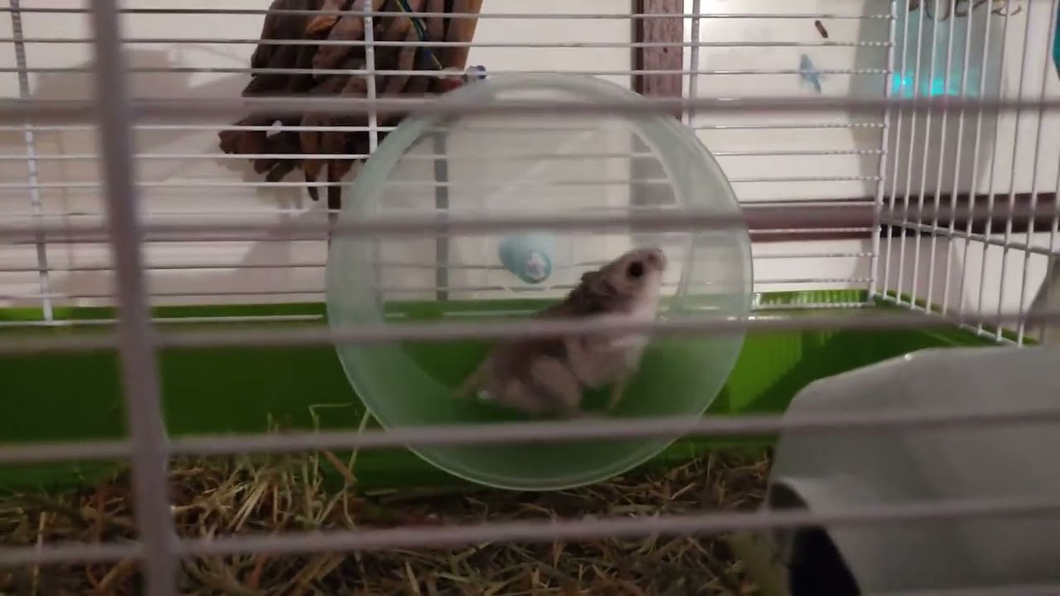 This DIY internet-connected hamster wheel lets you see how fast your ...