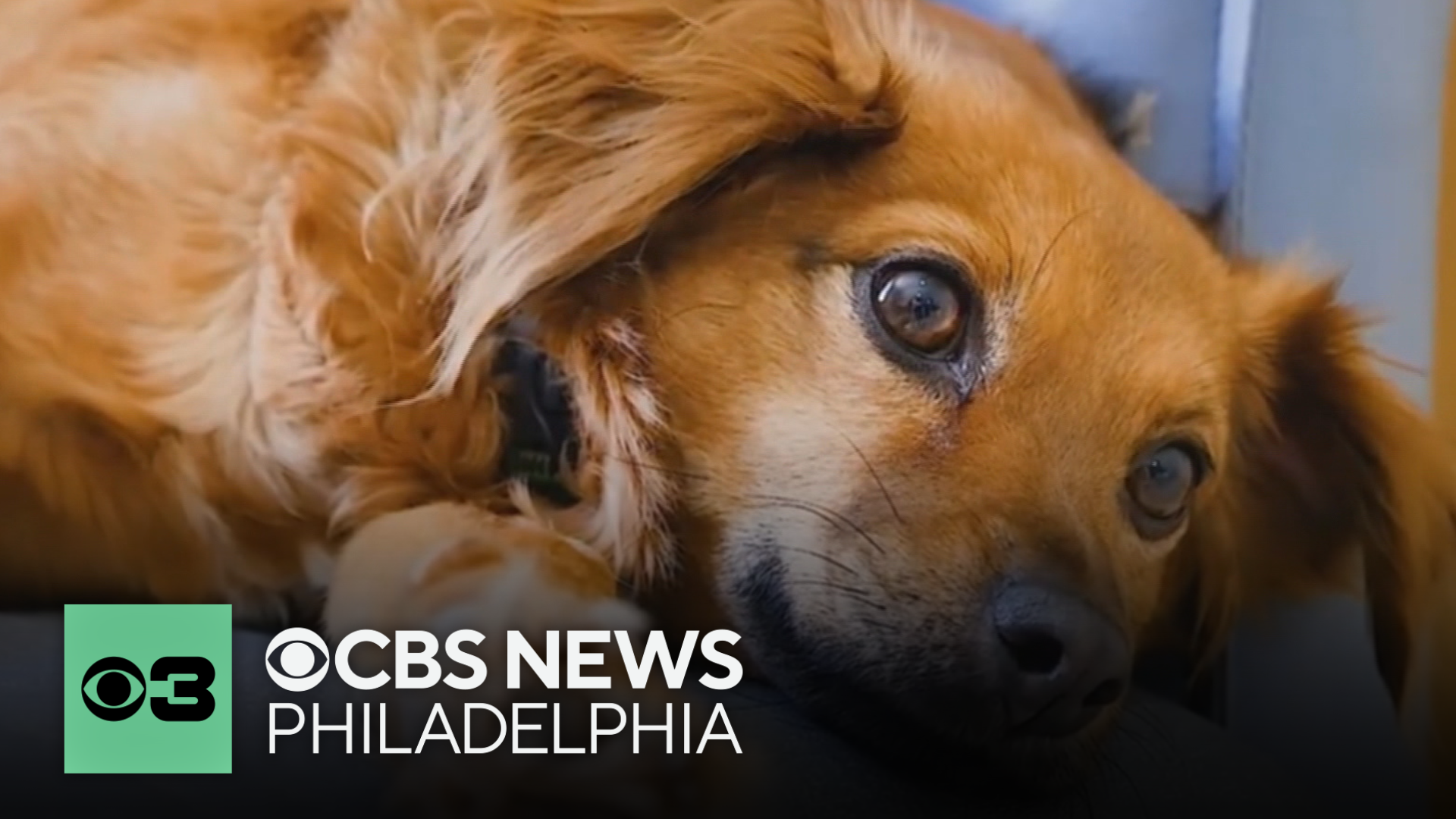 How dogs earned the title "man's best friend" | Pet Project