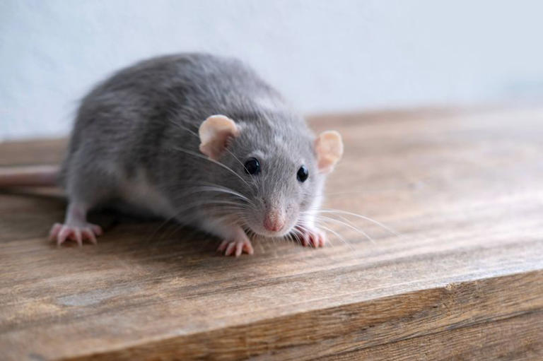 Deter rats from your home ‘in a few hours’ with expert’s 4 simple ...