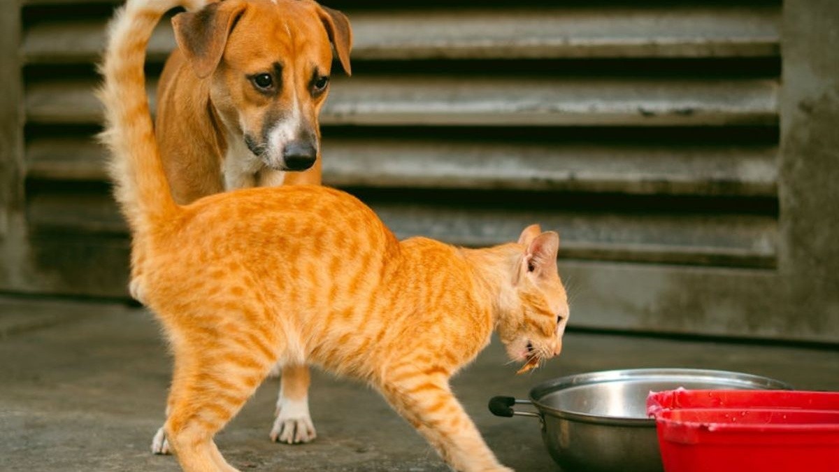 Can Cats Eat Dog Food? Purina Has the Answer