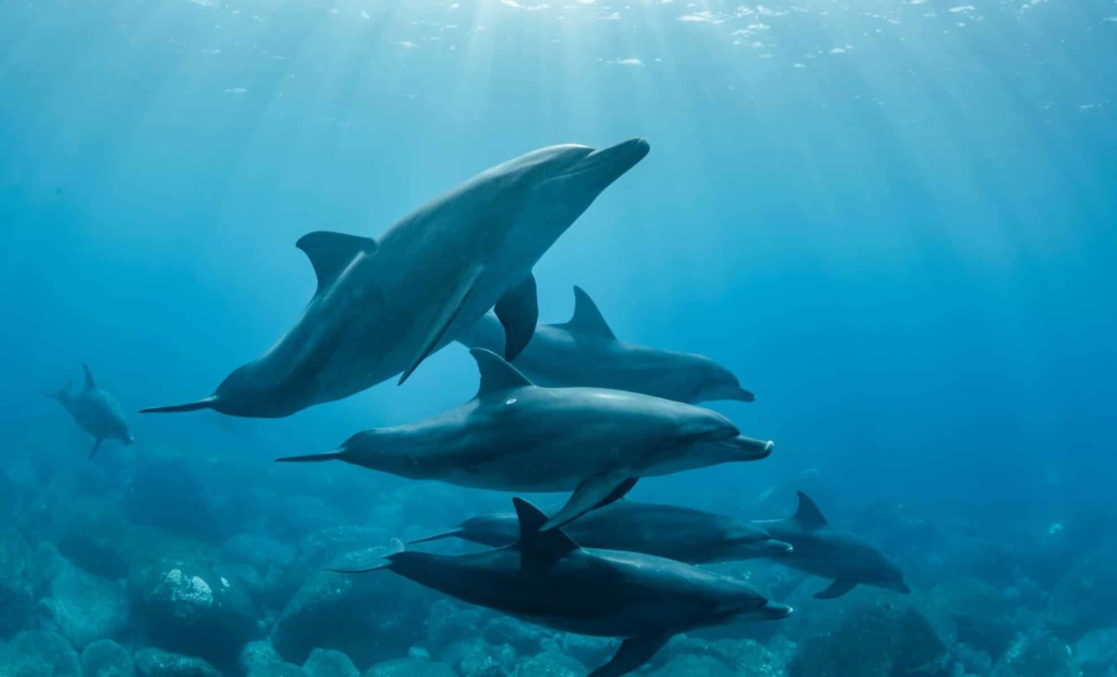 We’re About To Talk To Dolphins… But Are We Ready To Hear The Truth?