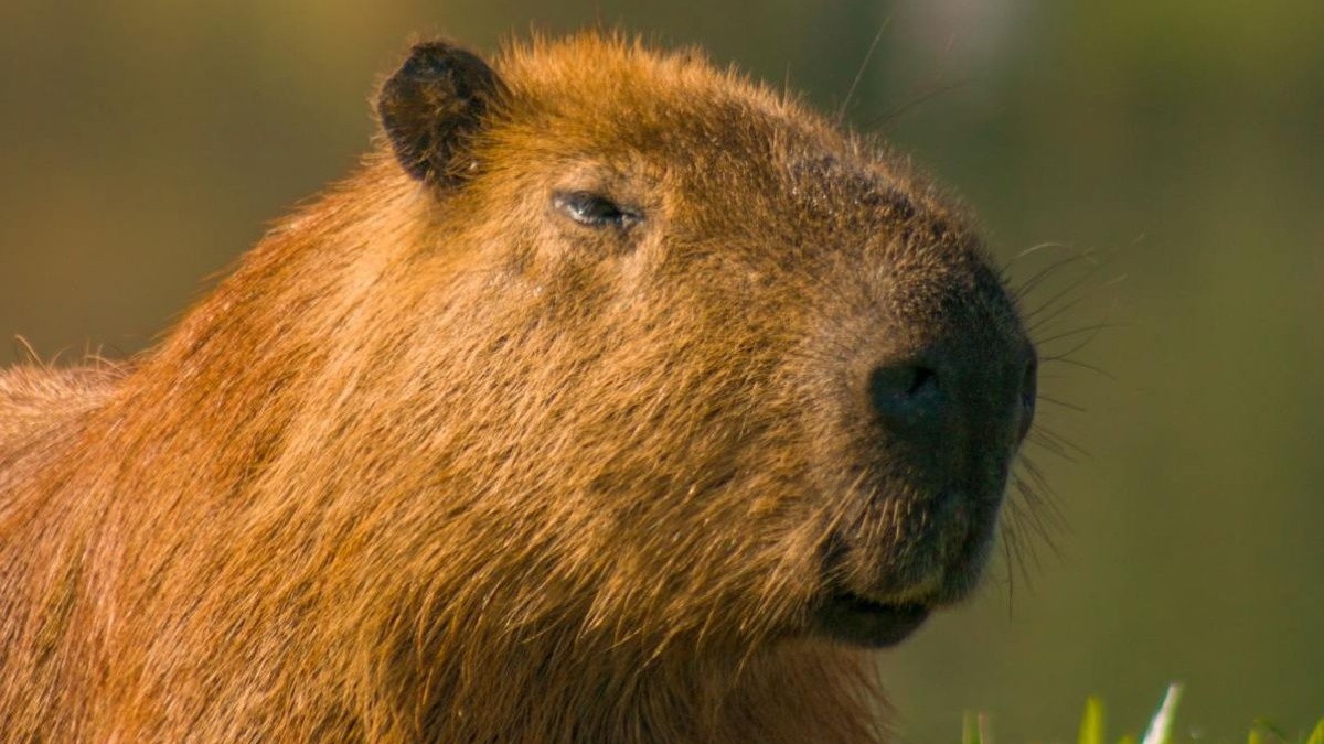 Care, Pros, and Cons of Having a Capybara at Home