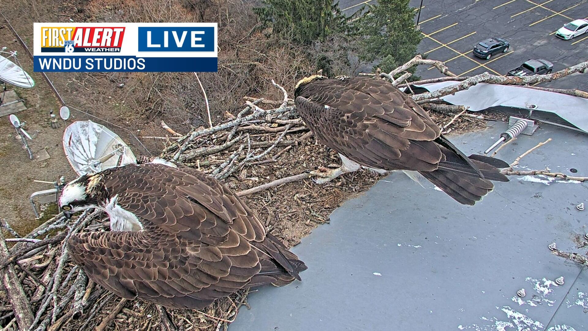 WATCH LIVE: 1 of 3 osprey eggs has hatched in nest atop WNDU studio tower