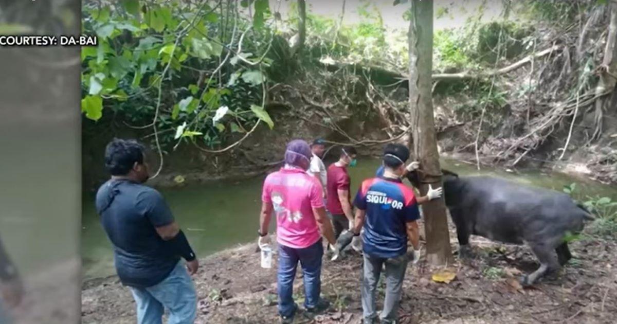 EXPLAINER: What is melioidosis?