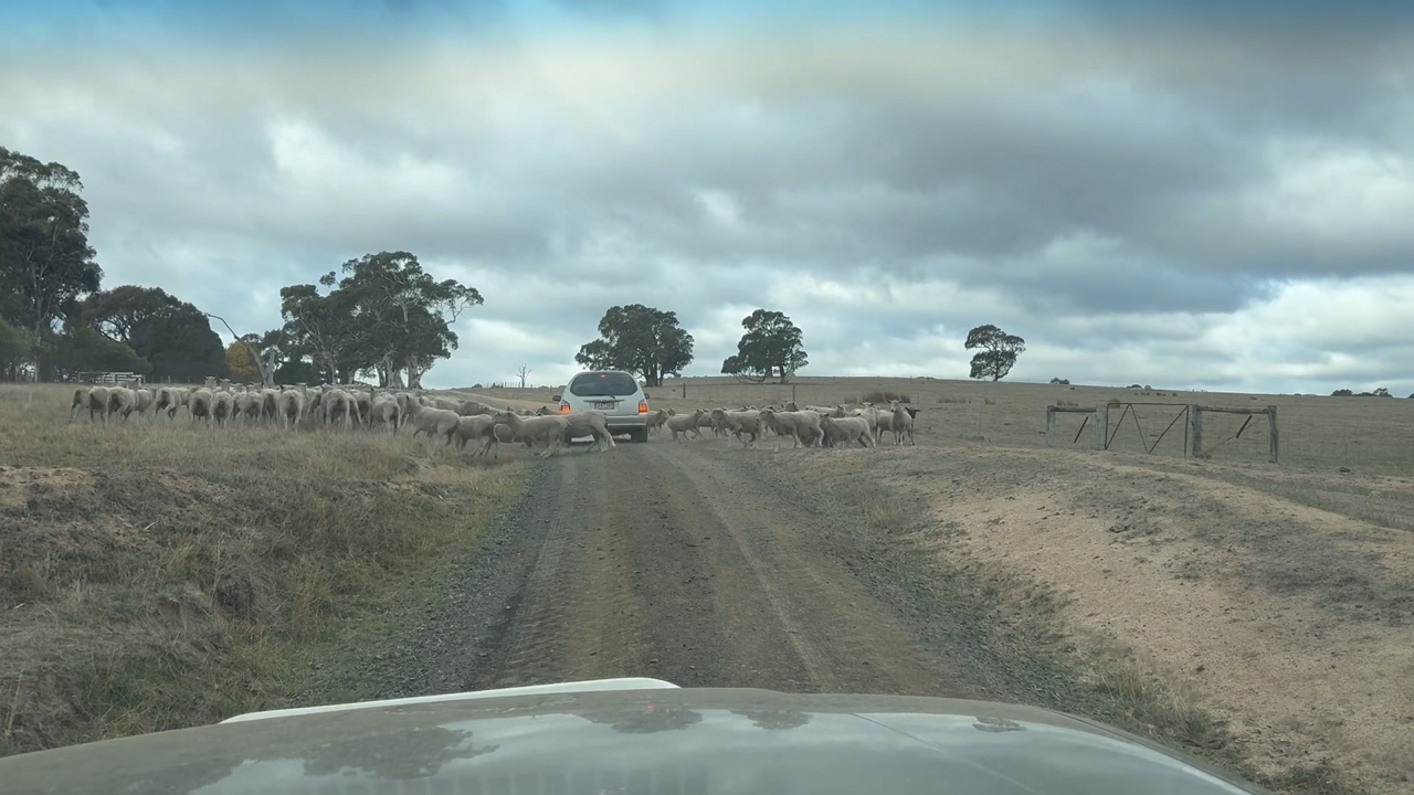 Sheep circle around vehicle in Tooborac, Victoria, Australia