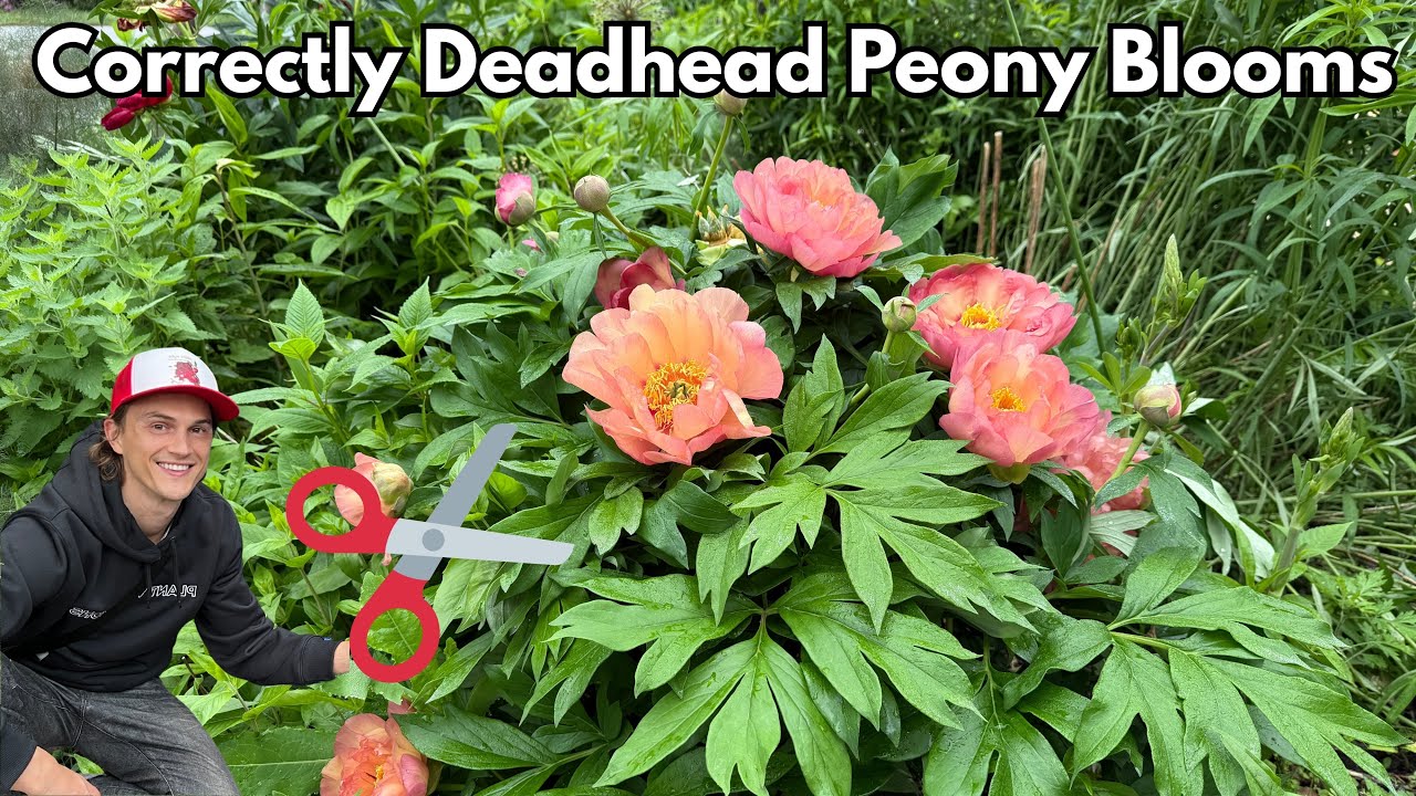 Deadheading PEONY Flowers - the Correct way Keep Peonies Looking Healthy