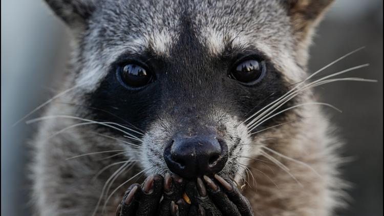 2 people bitten by possibly rabid raccoon in Old Town Alexandria