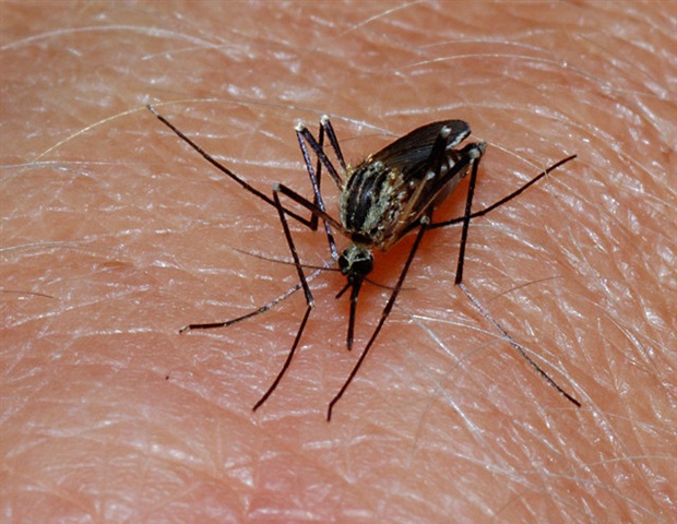 Genetic study reveals how Anopheles funestus adapts to malaria control