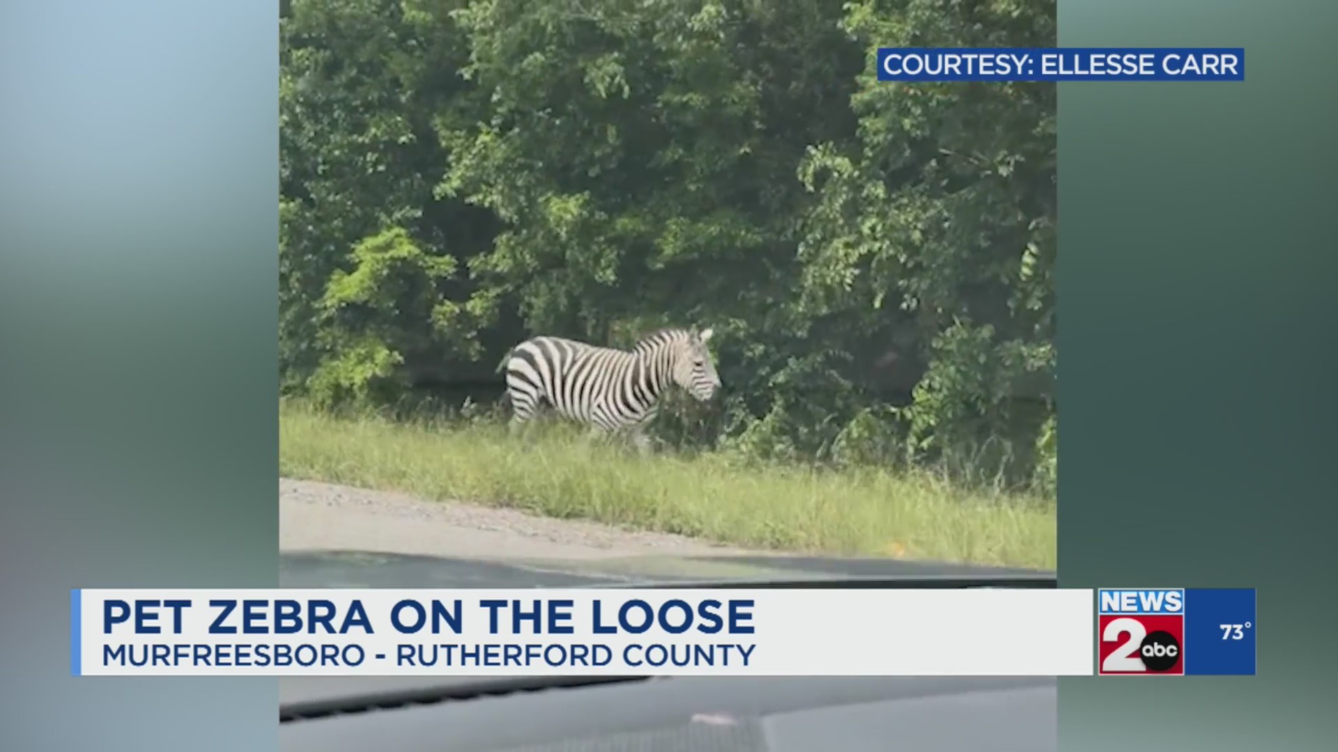 Pet zebra still on the loose in Rutherford County