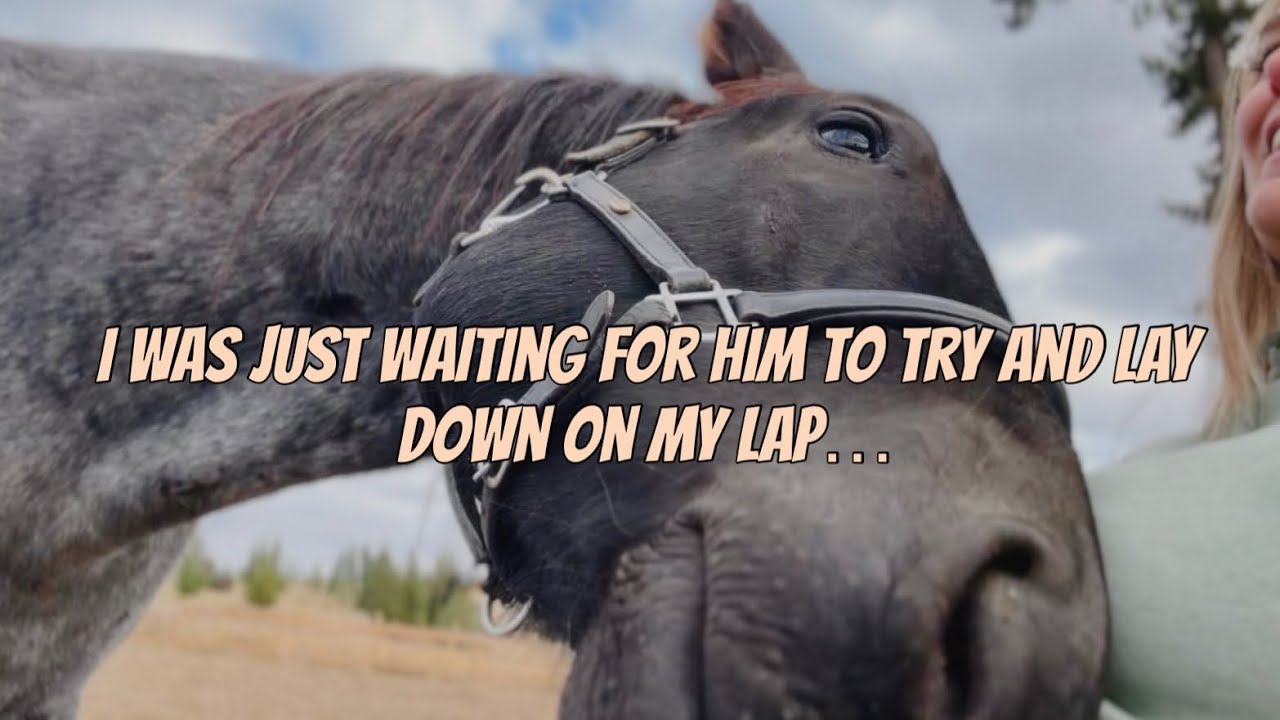 I Was Giving My Gelding Head Scratches When He Started Doing This