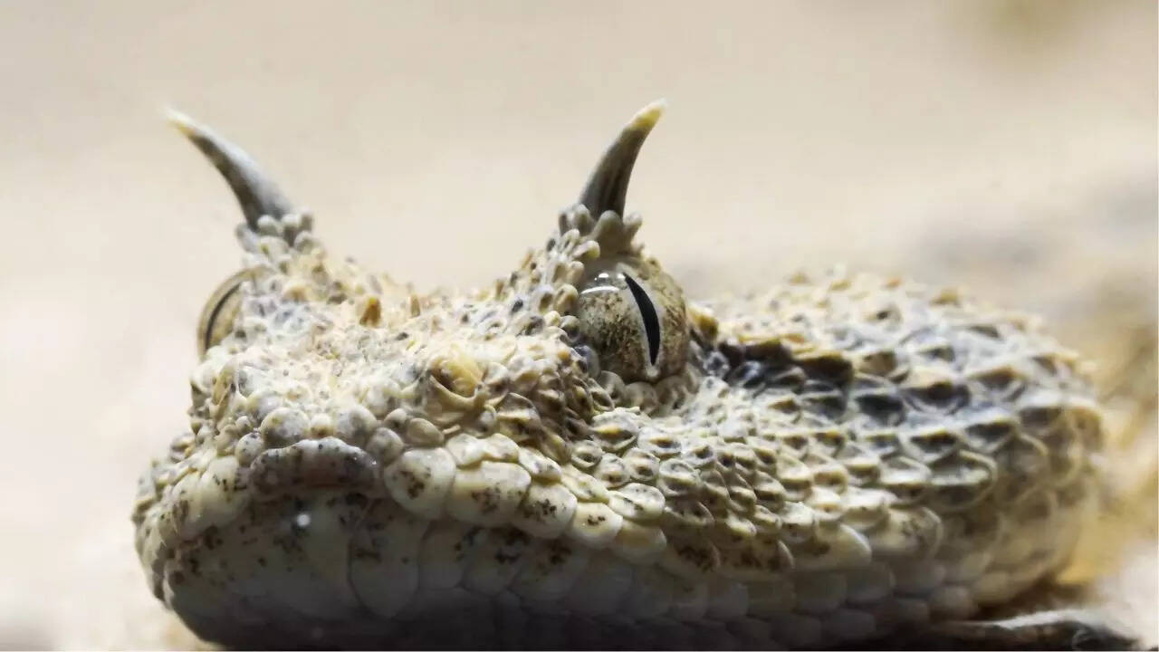 7 fascinating snakes that have horns and how they survive in the wild