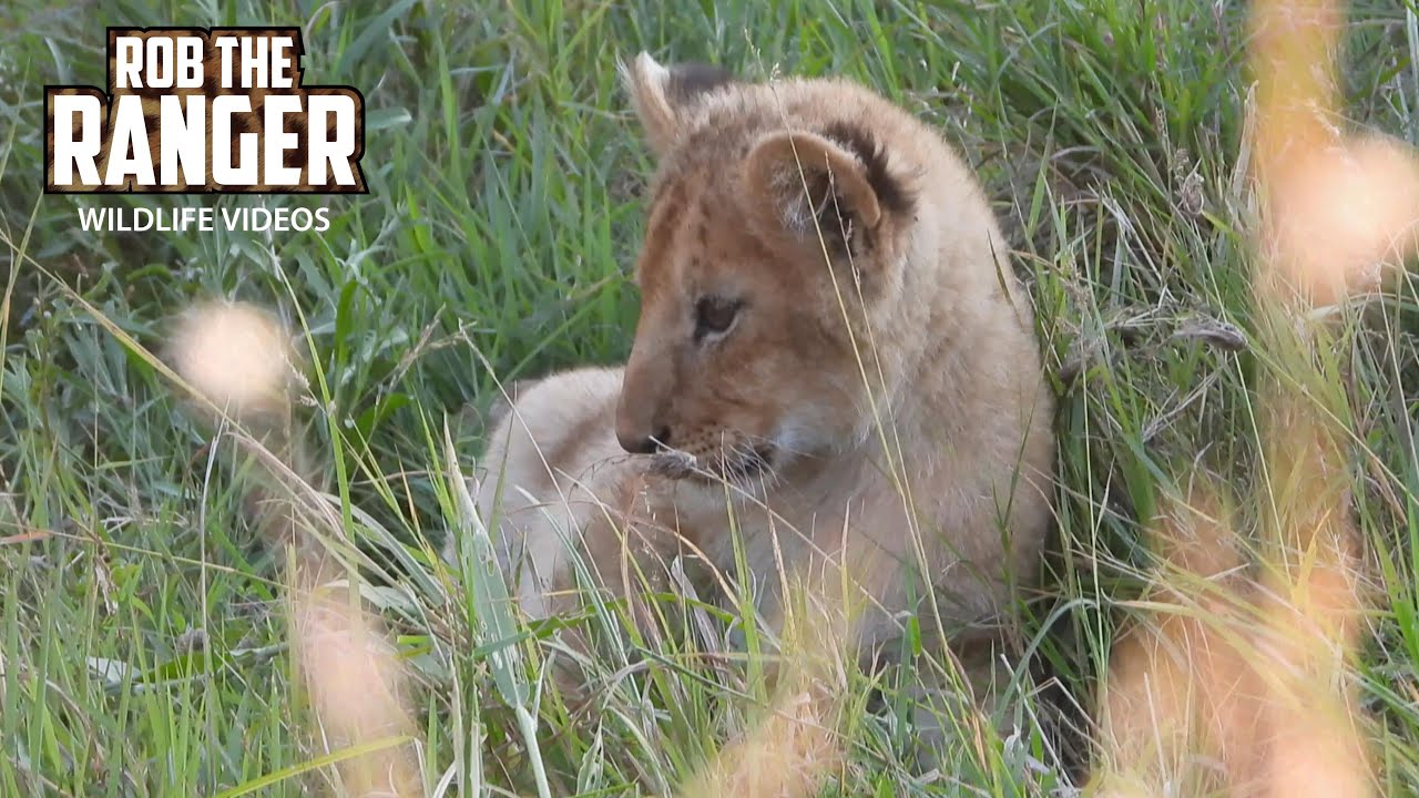 Lion cubs eagerly nurse from mother in Lalashe Mara