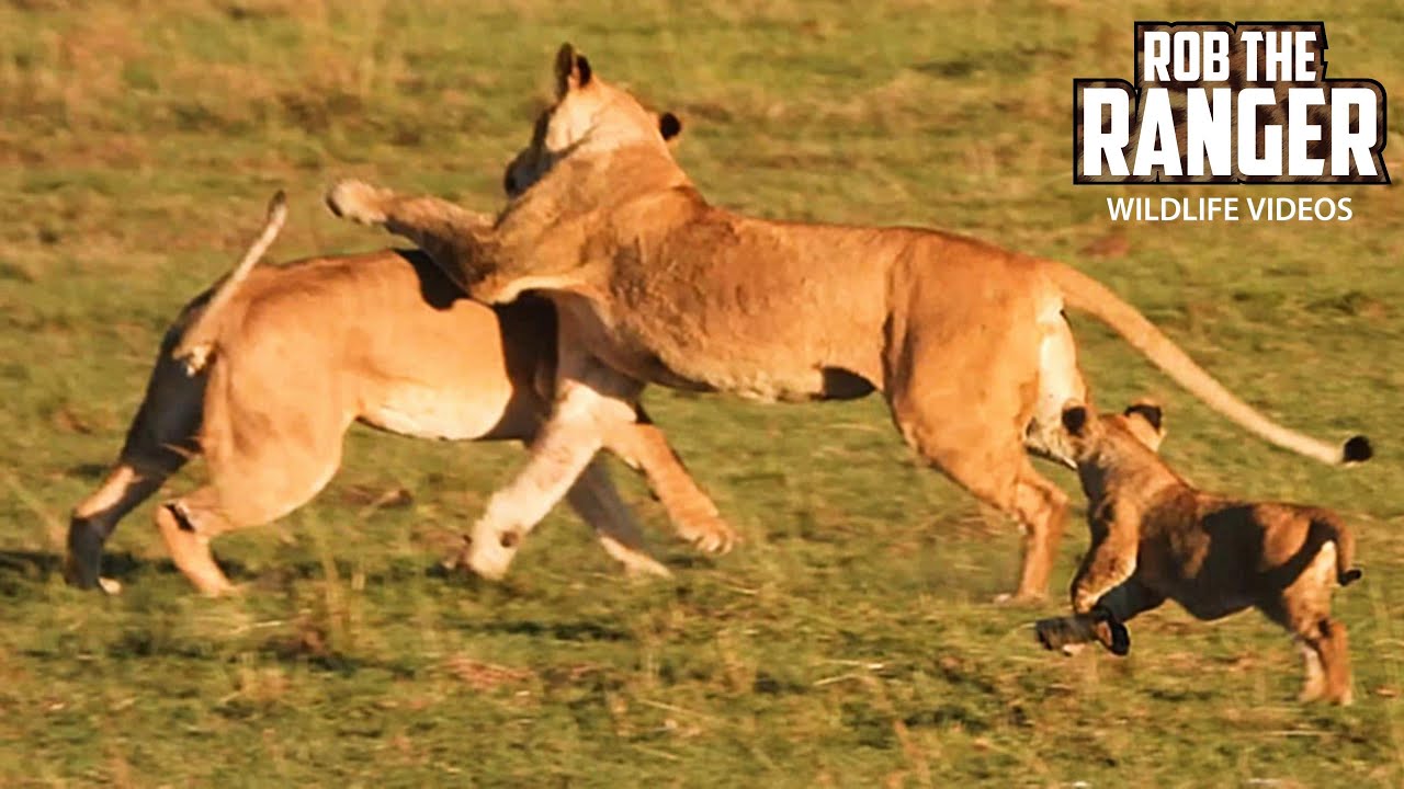 Lion Pride's Bonds on Full Display in Wild Scene