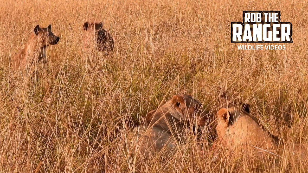 Hyenas swarm trapped lionesses in brutal Maasai Mara faceoff