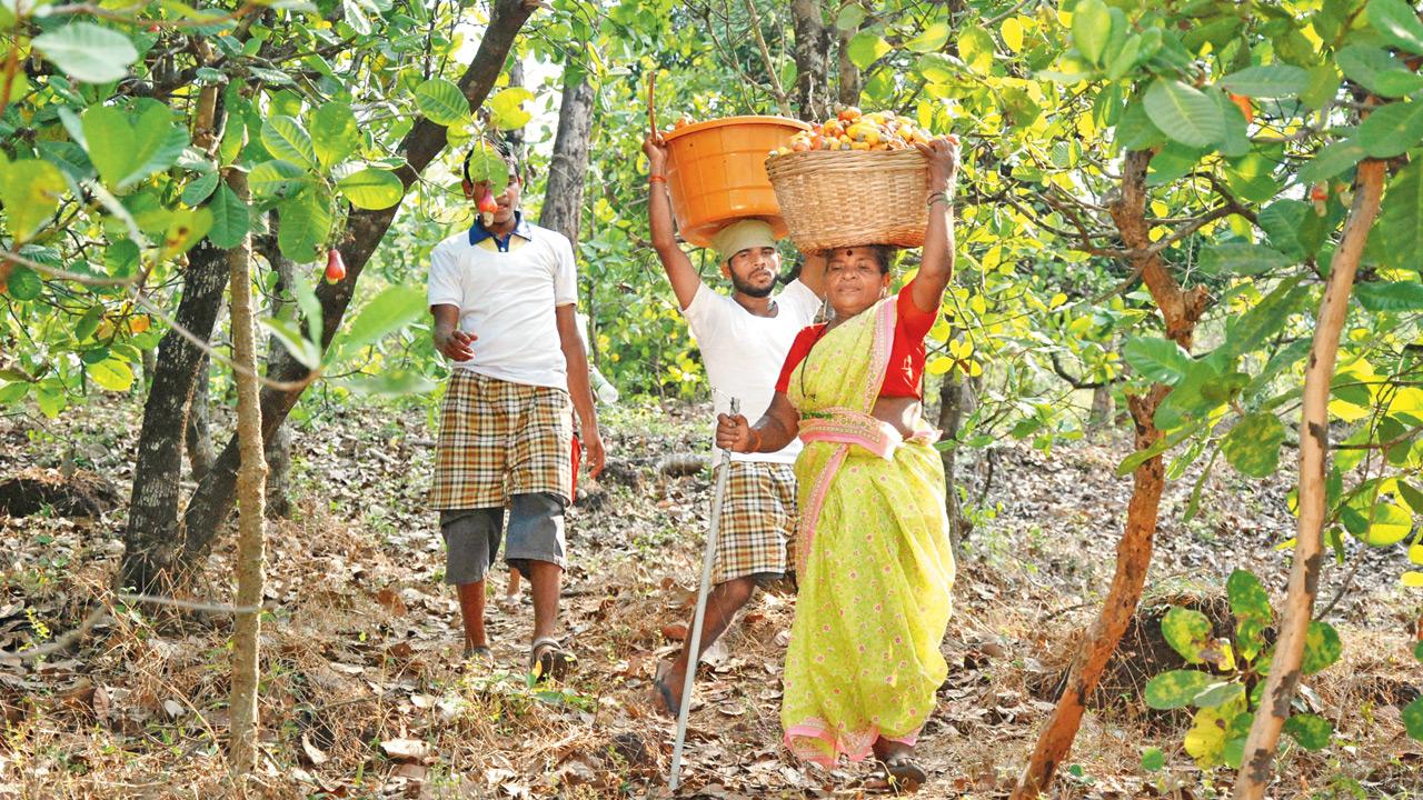 Goa`s feni gets its first GI tag; here`s what it means for the state