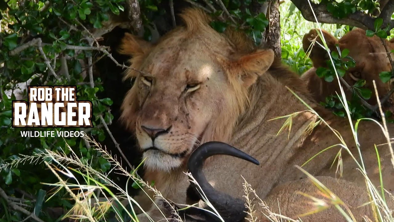 Watch young lions devour a fresh gnu kill in the shade of the Maasai Mara