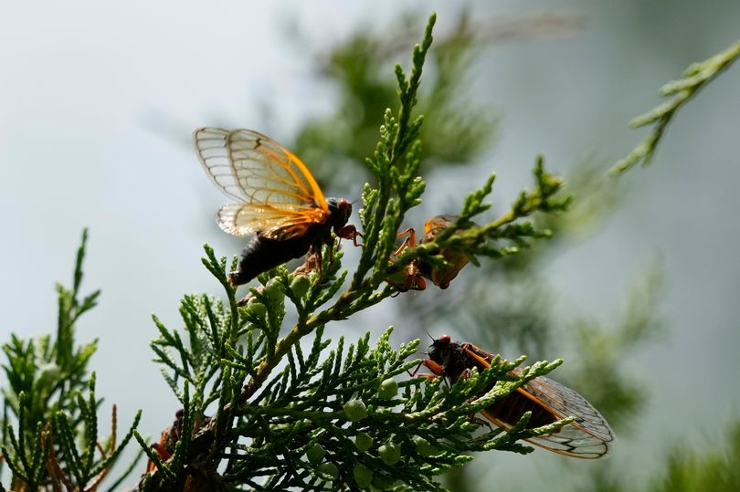 Cicada invasion underway as billions of screaming insects swarm these ...