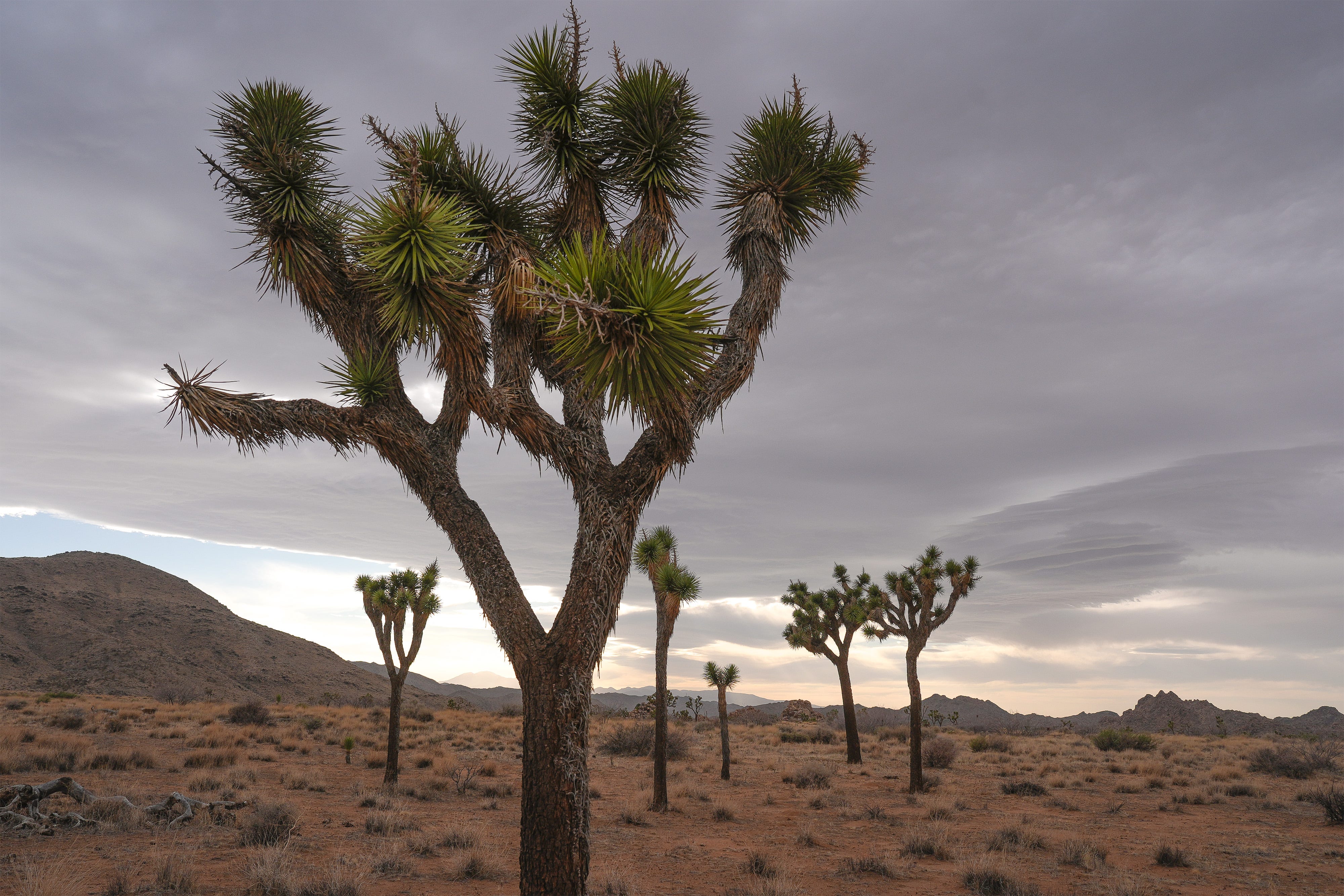 Joshua Tree fire: Eureka Fire at popular national park is 65% contained ...