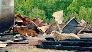 Worcester Community Rallies Behind House of Wiggle Goats After Fire