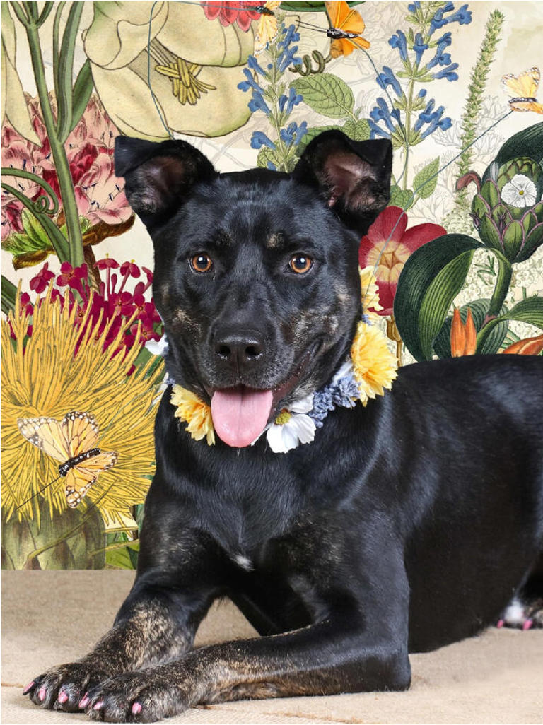 St. Augustine Humane Society launches 2026 pet contest, transforming ...