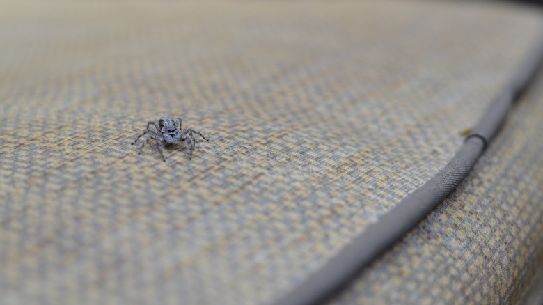 How To Keep Spiders Off Patio Furniture