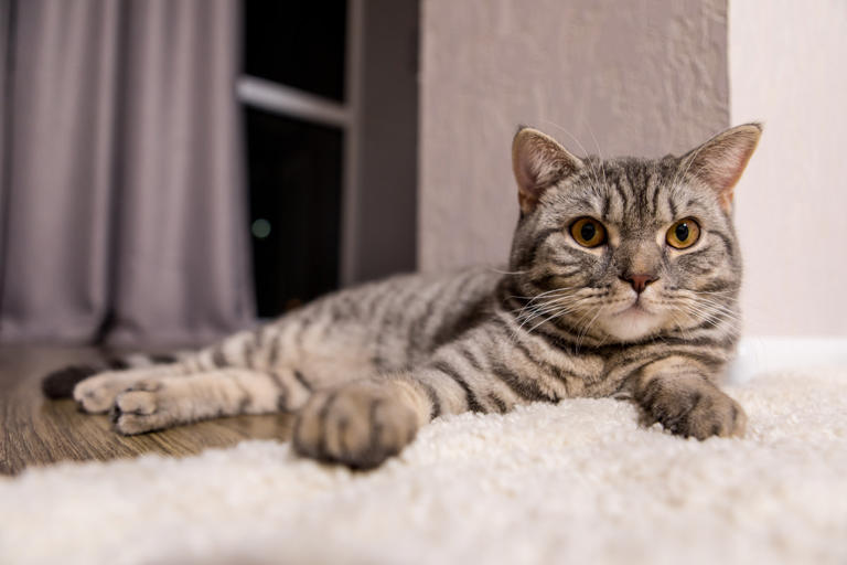 Cat's Protest Over Mom Getting Rid of Her Favorite Rug Is Pure Comedy Gold