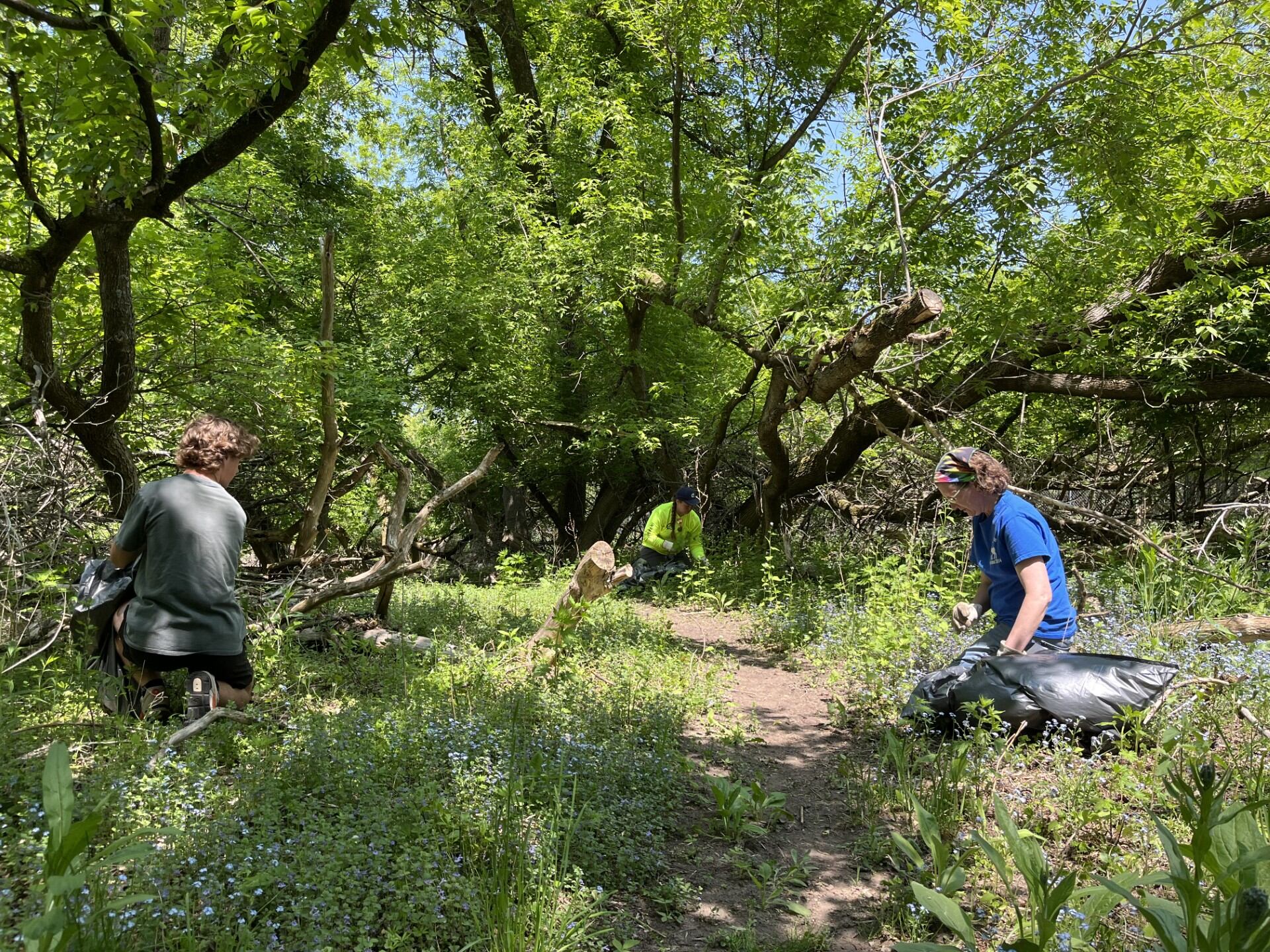 Volunteers remove invasive plants from Iron Mountain’s Millie Hill Trails