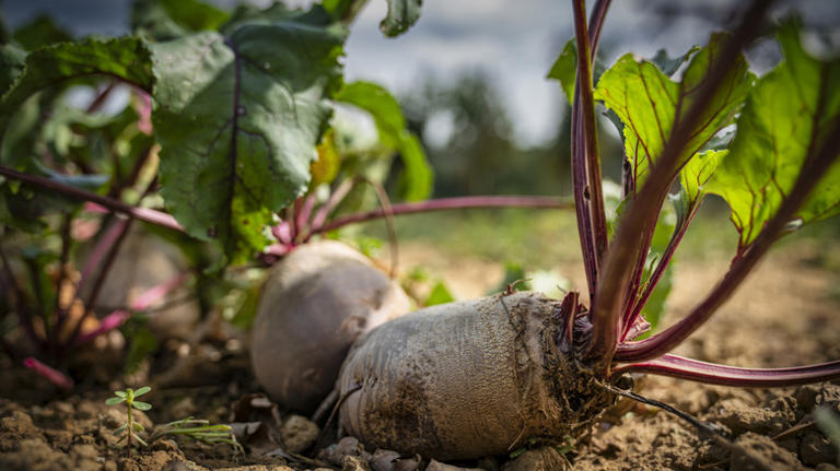 The Best Herbs To Grow With Beets In Your Garden