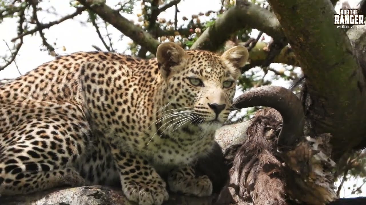 Leopard Gnaws Bone Aloft in Safety of the Trees