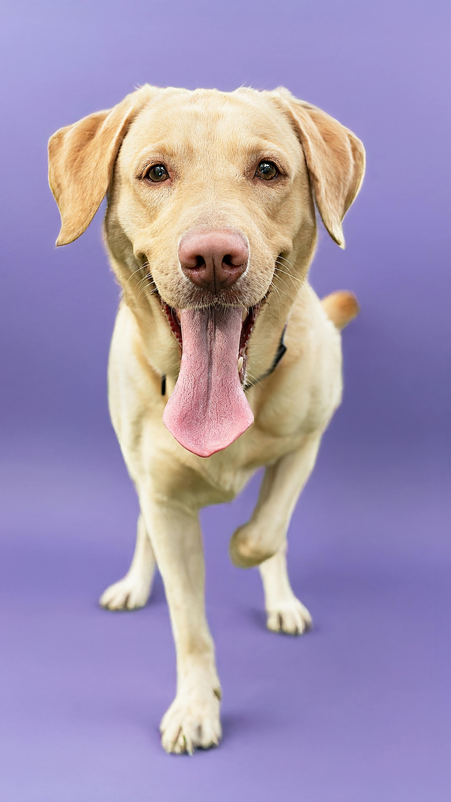 Labrador or Husky: Which is better for first-time owners?