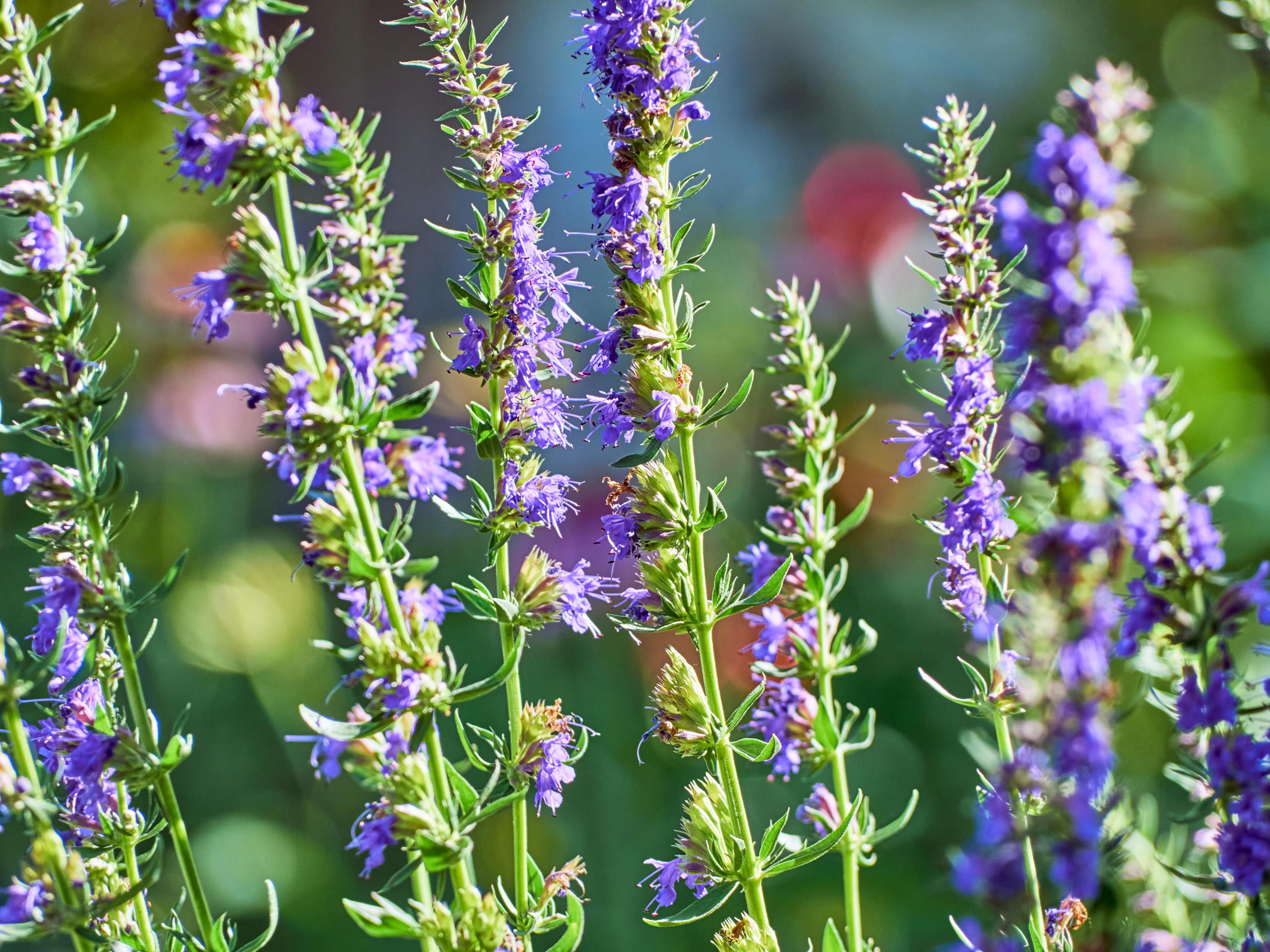 Hysope : plantation, entretien et propriétés médicinales