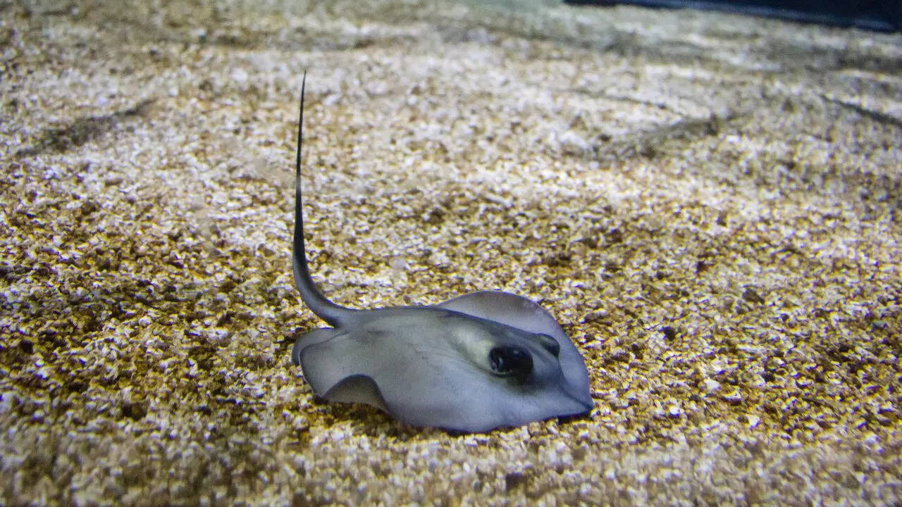 5 bizarre deep-sea creatures that look like aliens