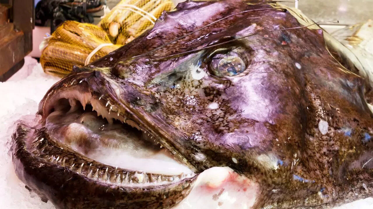 5 bizarre deep-sea creatures that look like aliens