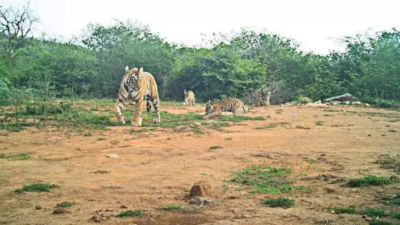 Sariska tigress gives birth to 4 cubs, big cat count in Rajasthan's ...