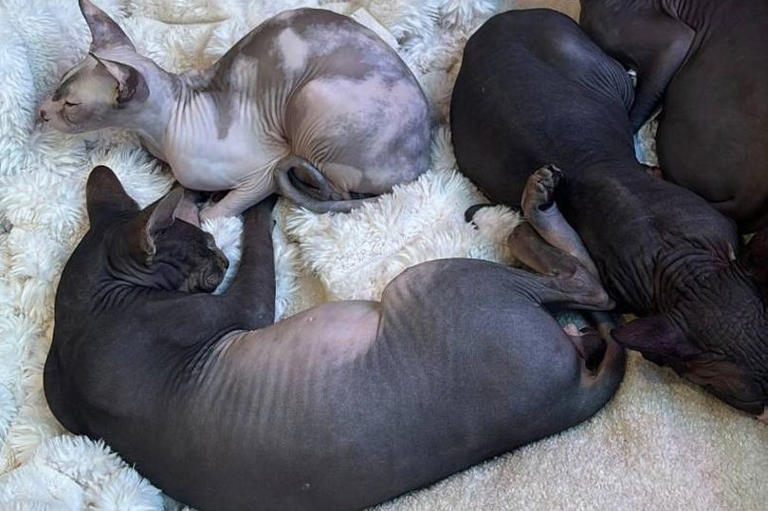 Katie Price risks angering fans as she shows off 'new babies' in latest ...