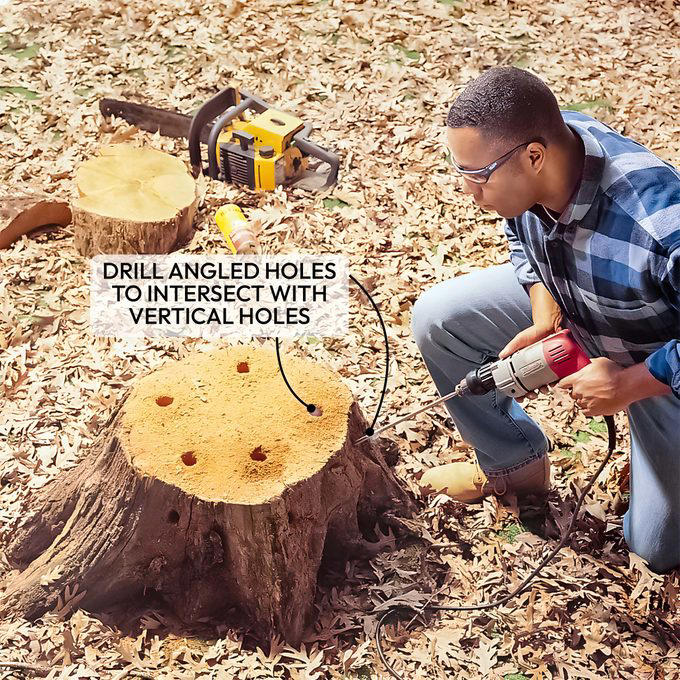 Tree stump removal guide: How to remove a tree stump painlessly