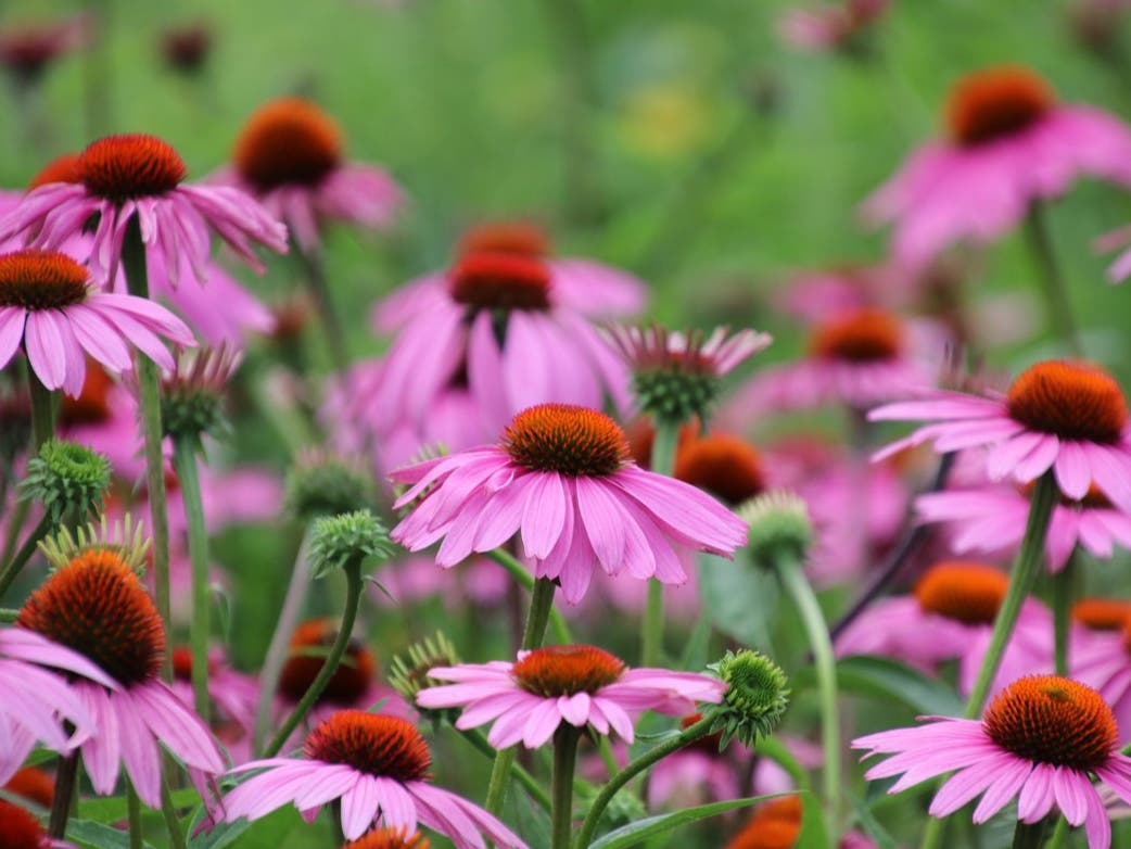 Spring Garden Walk To Explore The Beauty Of Newtown
