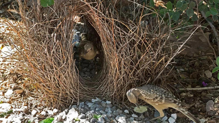 10 birds that build the most unique nests