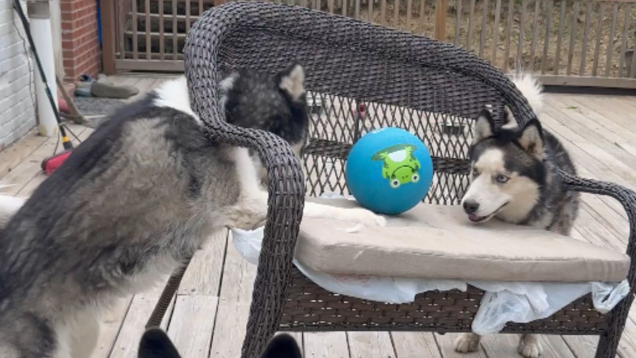Porch turns into chaos zone as playful Huskies take over and flex their ...
