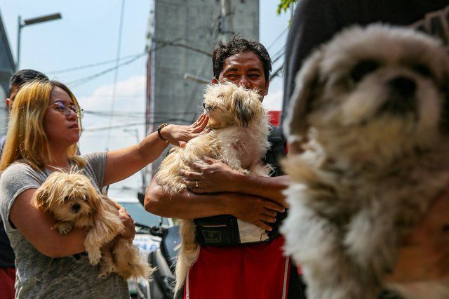 DOH: Rabies cases in 2025 down 32 percent from last year
