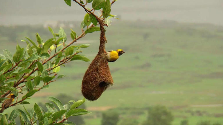 10 birds that build the most unique nests