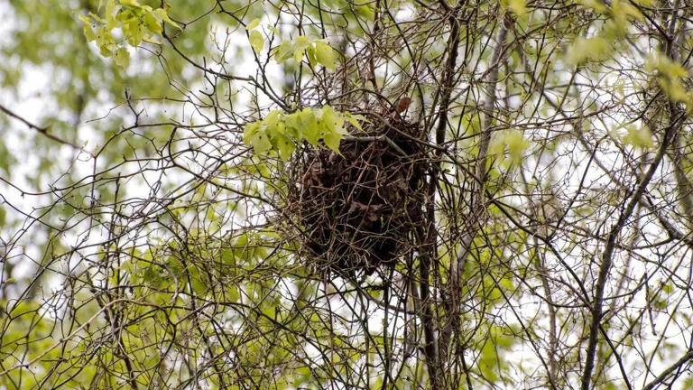 10 birds that build the most unique nests