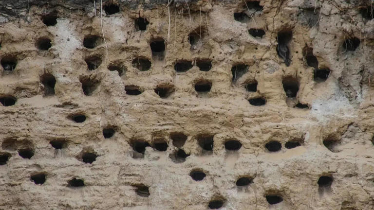 10 birds that build the most unique nests