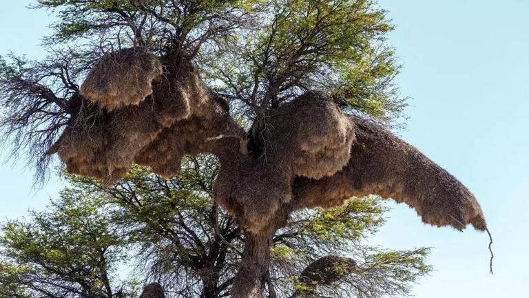 10 birds that build the most unique nests