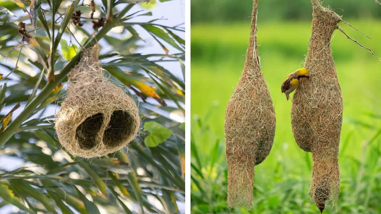 10 birds that build the most unique nests