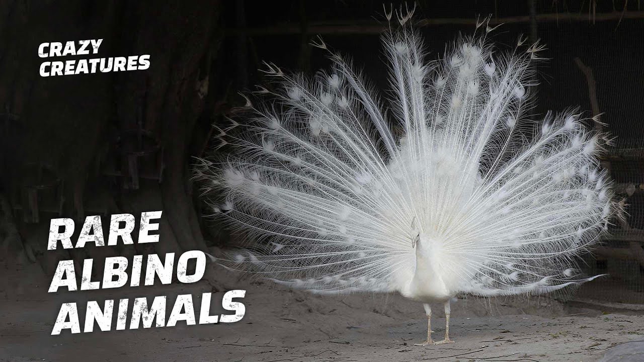 Albino Animals: Nature’s Unique Wonders
