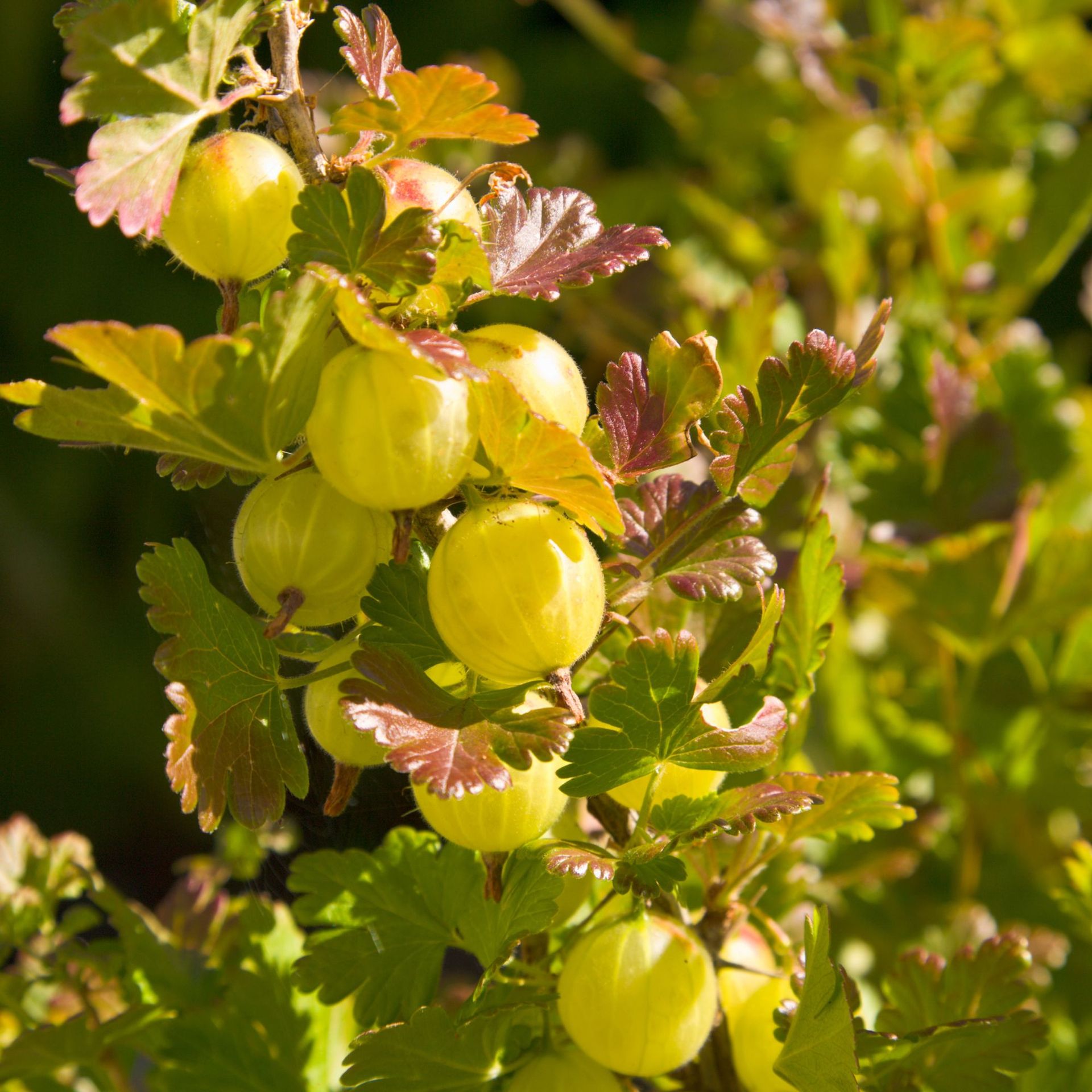 How to grow gooseberries – everything you need to know about planting ...