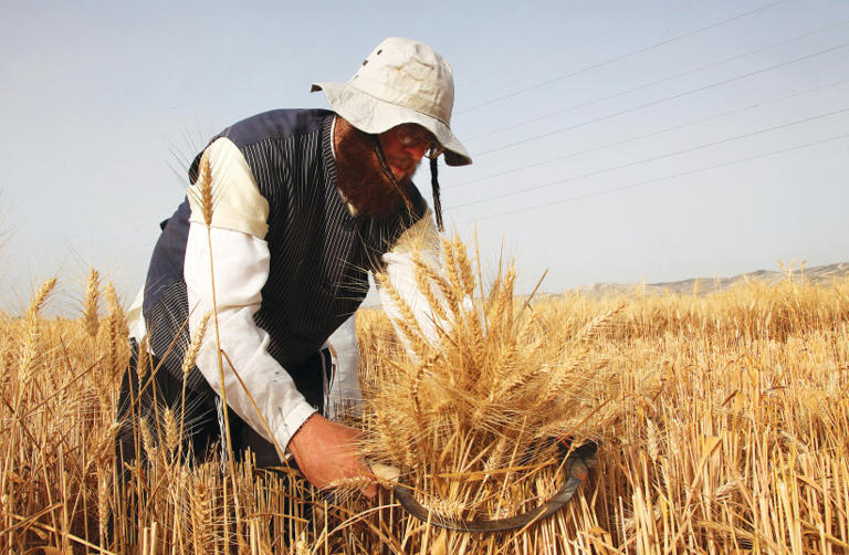 Shavuot 2025: Why do we group Jewish holidays together?